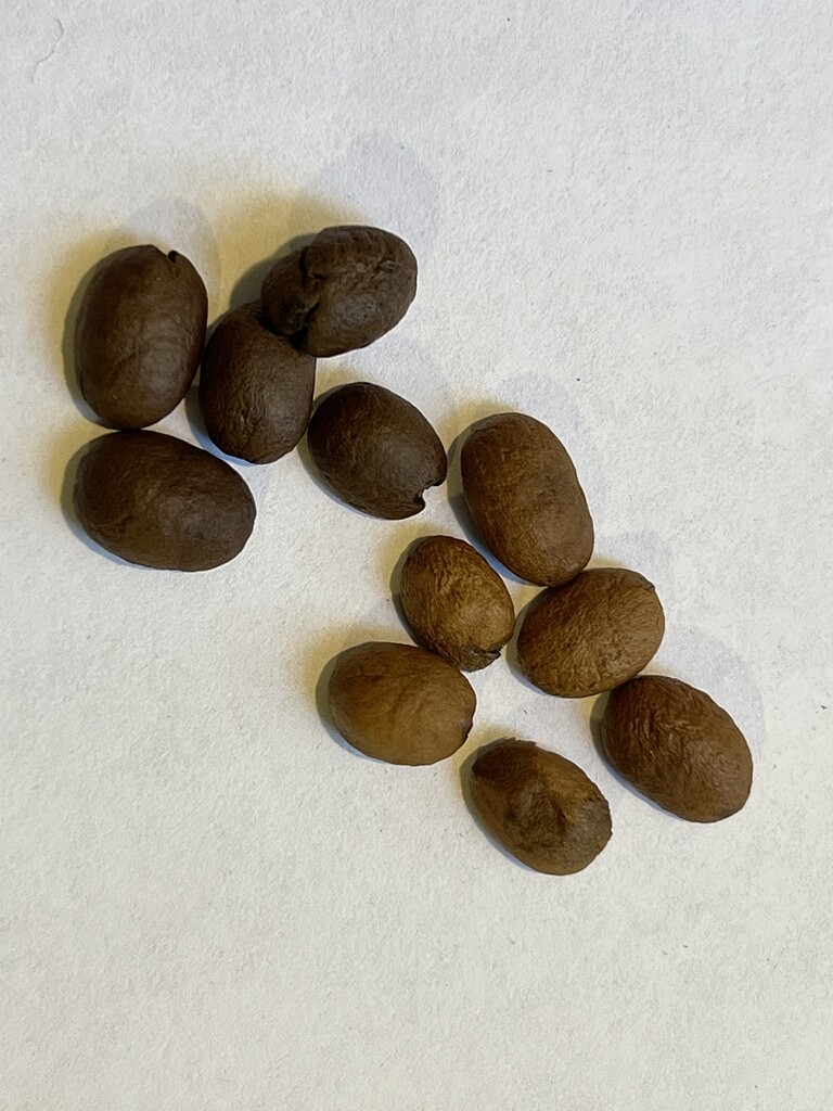 Ethiopia Longberry Deep Blue Harrar - Beans - Roast World Community